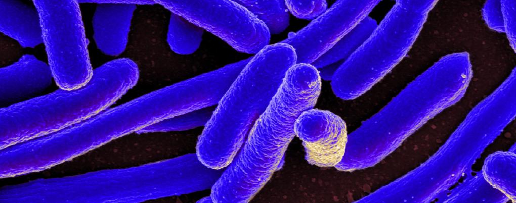Joël Doré : L’aventurier du microbiote | Université Paris-Saclay