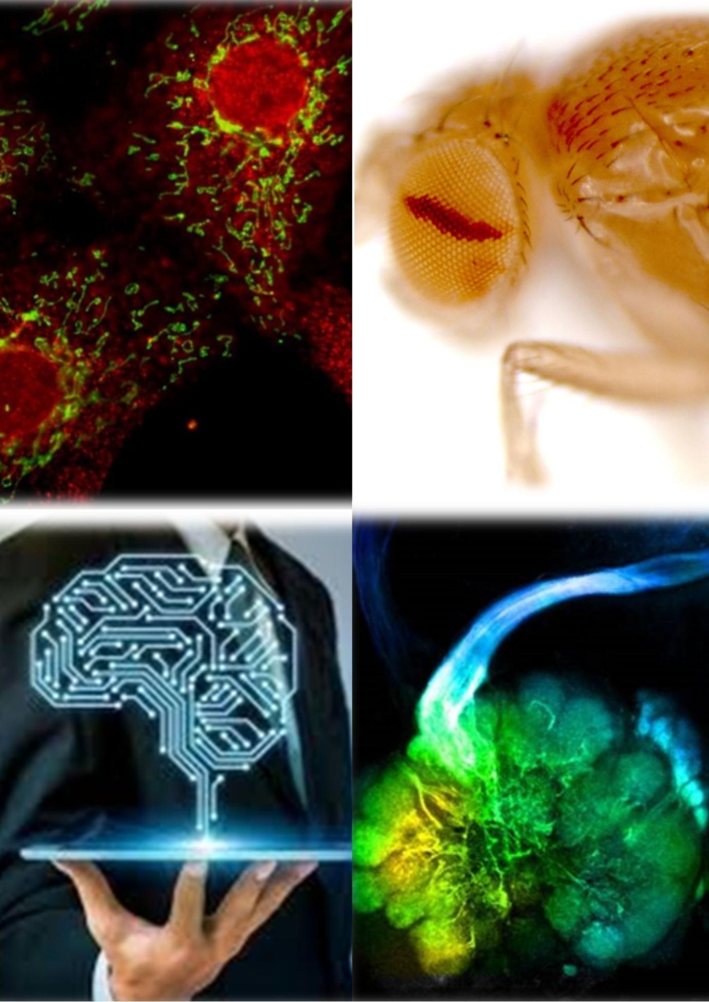 PhD PROGRAM LIFE SCIENCES AND HEALTH - GRADUATE SCHOOL LIFE SCIENCES ...