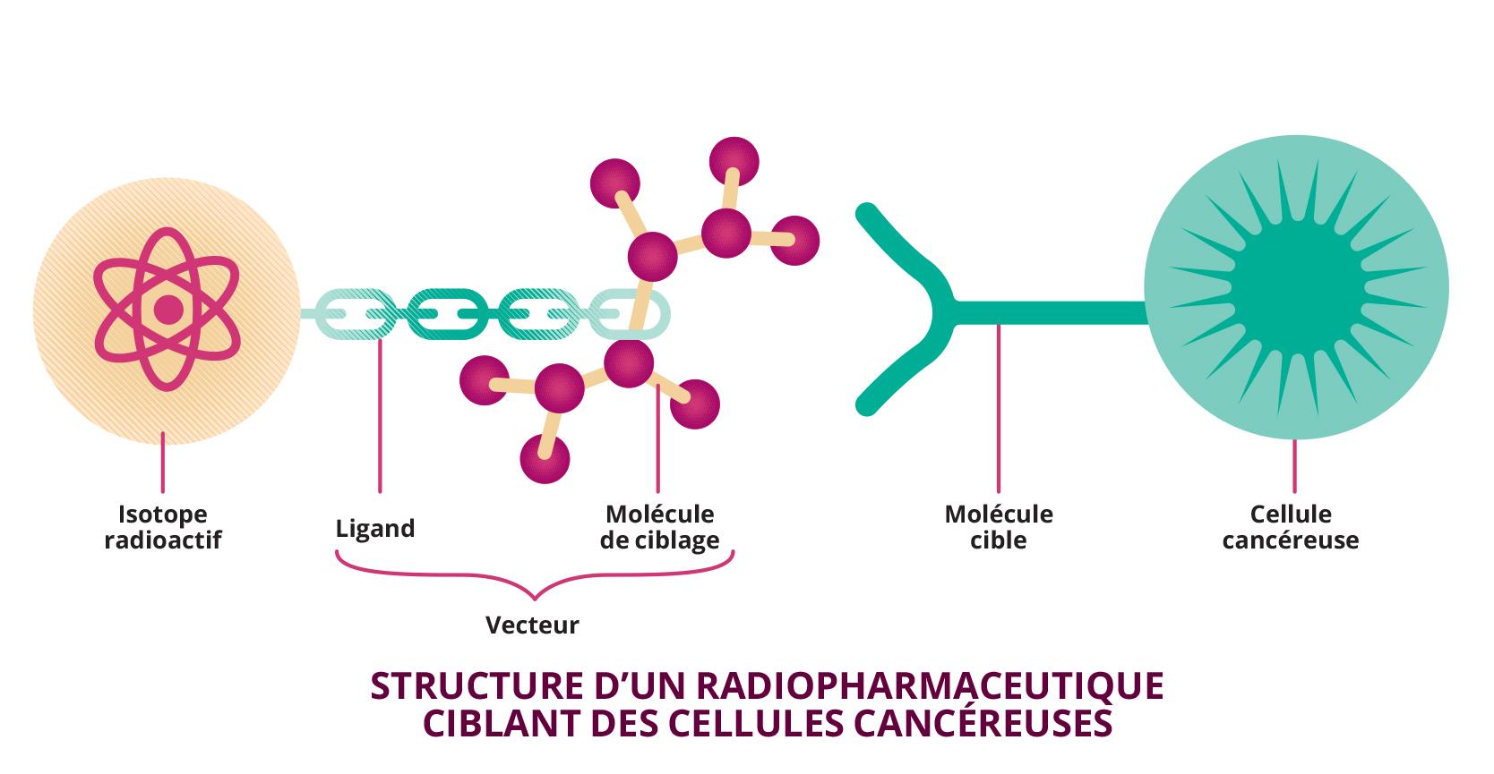 Radioactivité artificielle : il y a 90 ans, une découverte cruciale ...