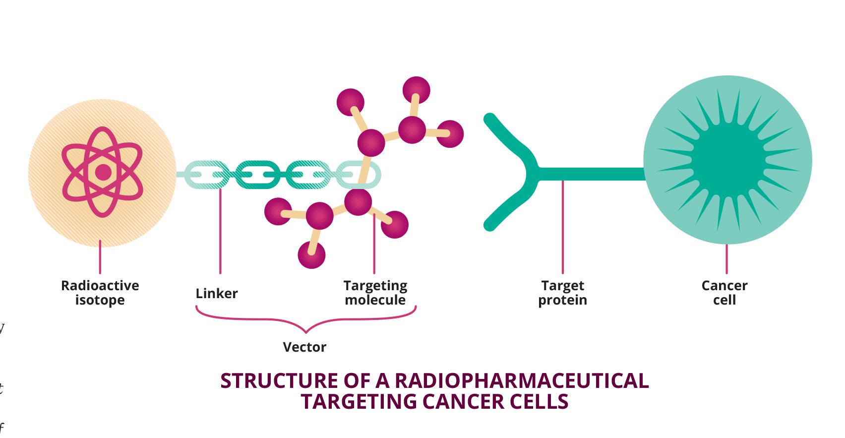 Artificial radioactivity: a crucial discovery for nuclear medicine made ...