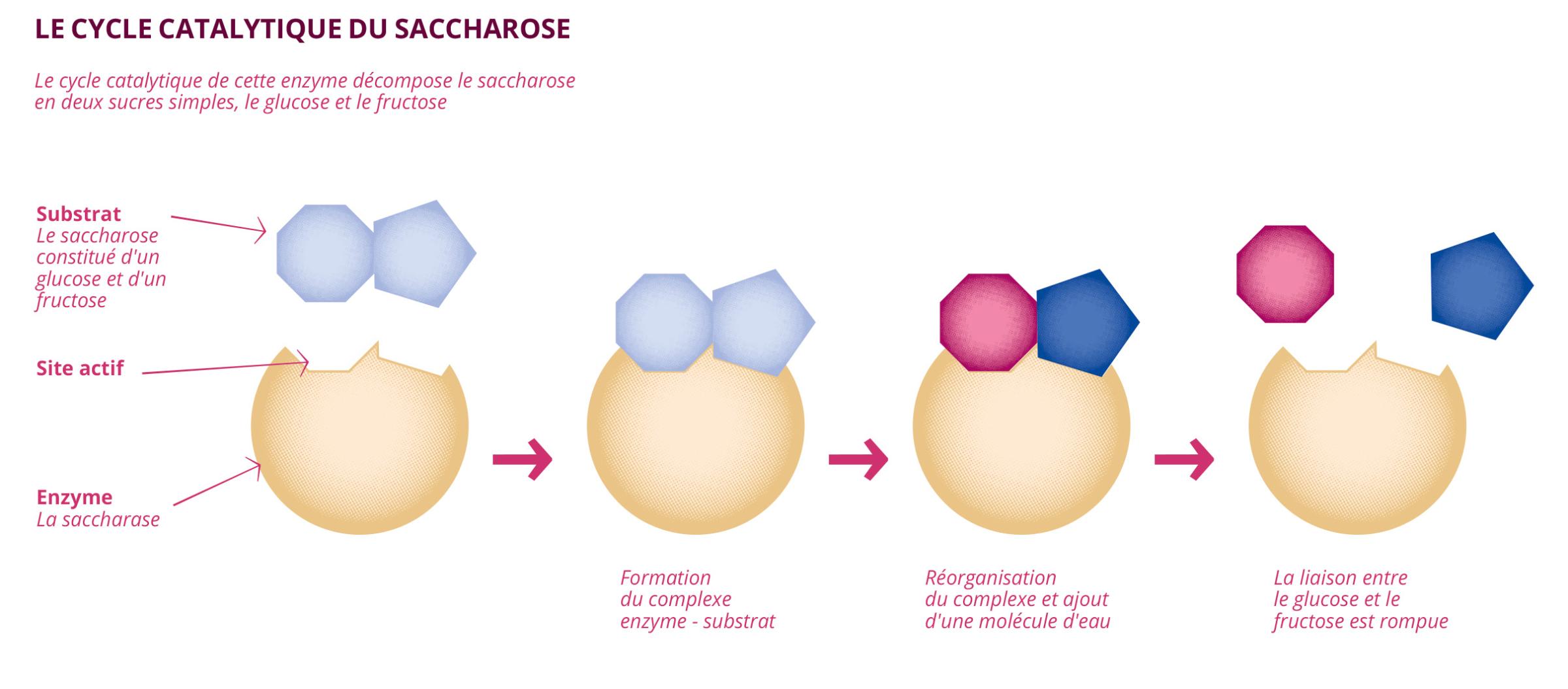 La catalyse : l'outil d'une chimie verte | Université Paris-Saclay